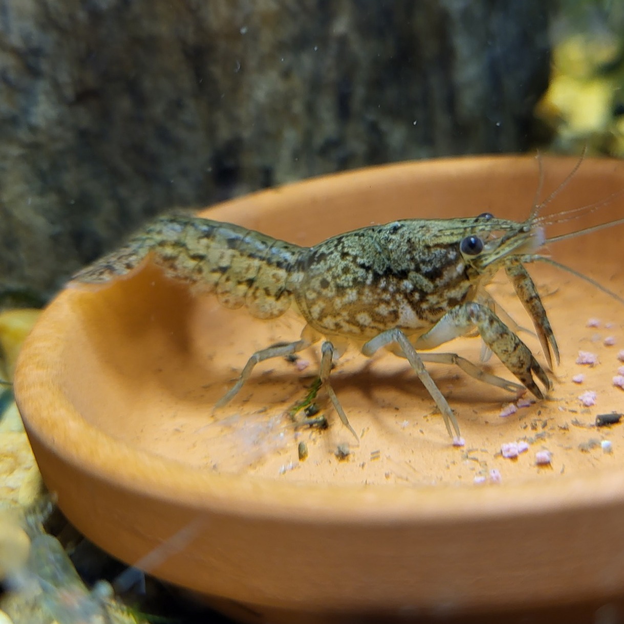 Texas officials warn about invasive self-cloning crayfish species