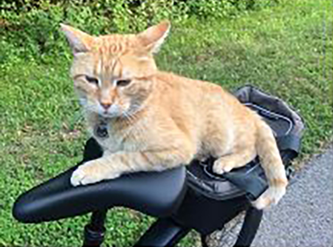 Trail encounters with cat Newt brighten Edwardsville residents' day