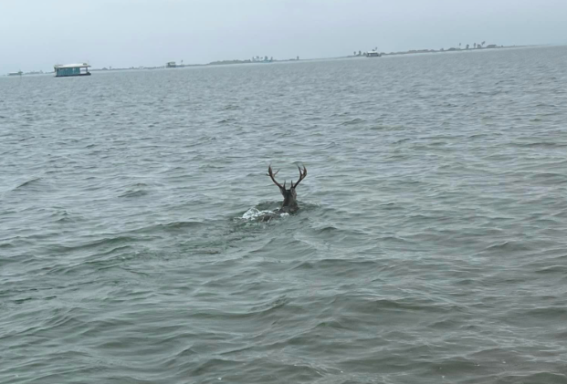 Video: Rare sighting of deer swimming along Texas Gulf Coast
