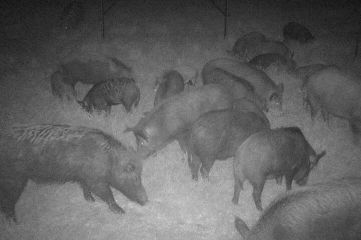 Watch out, Texas: Feral hogs come out in the cold