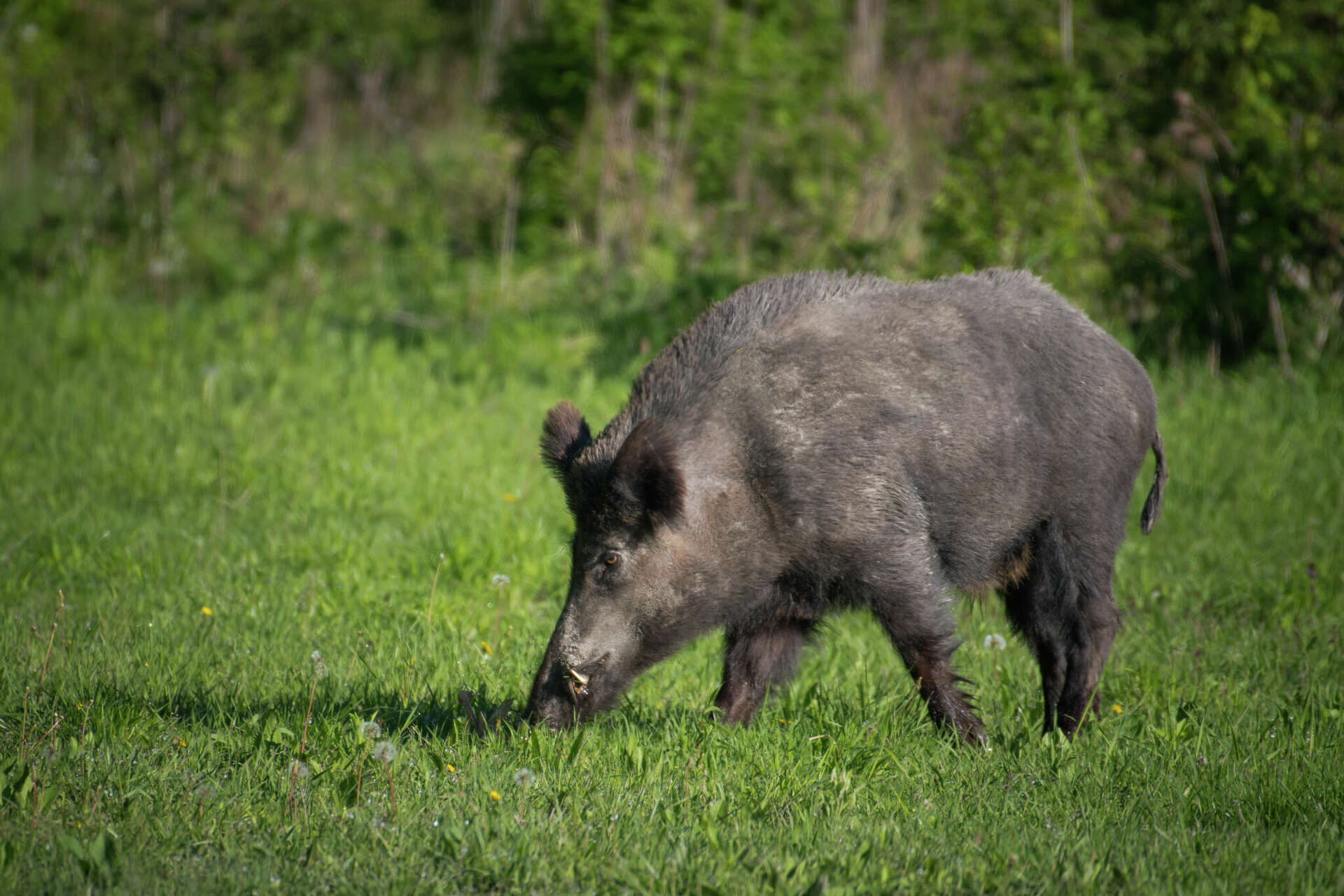 Watch out, Texas: Feral hogs come out in the cold