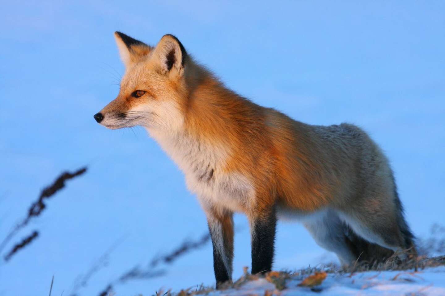 How foxes stay warm even in Michigan winters