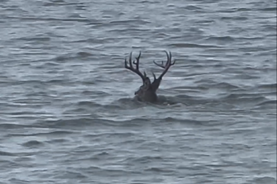 Santa's reindeer? Buck has a quick swim in Texas