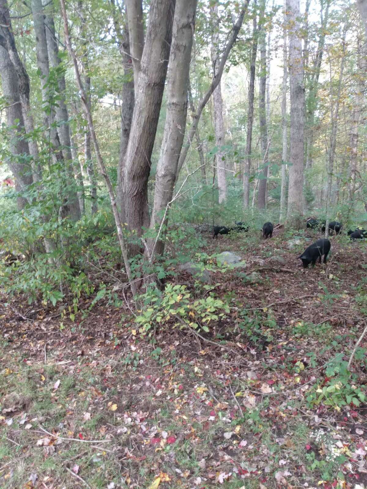 CT, federal agencies team up to find roaming 'wild hogs' in Sterling