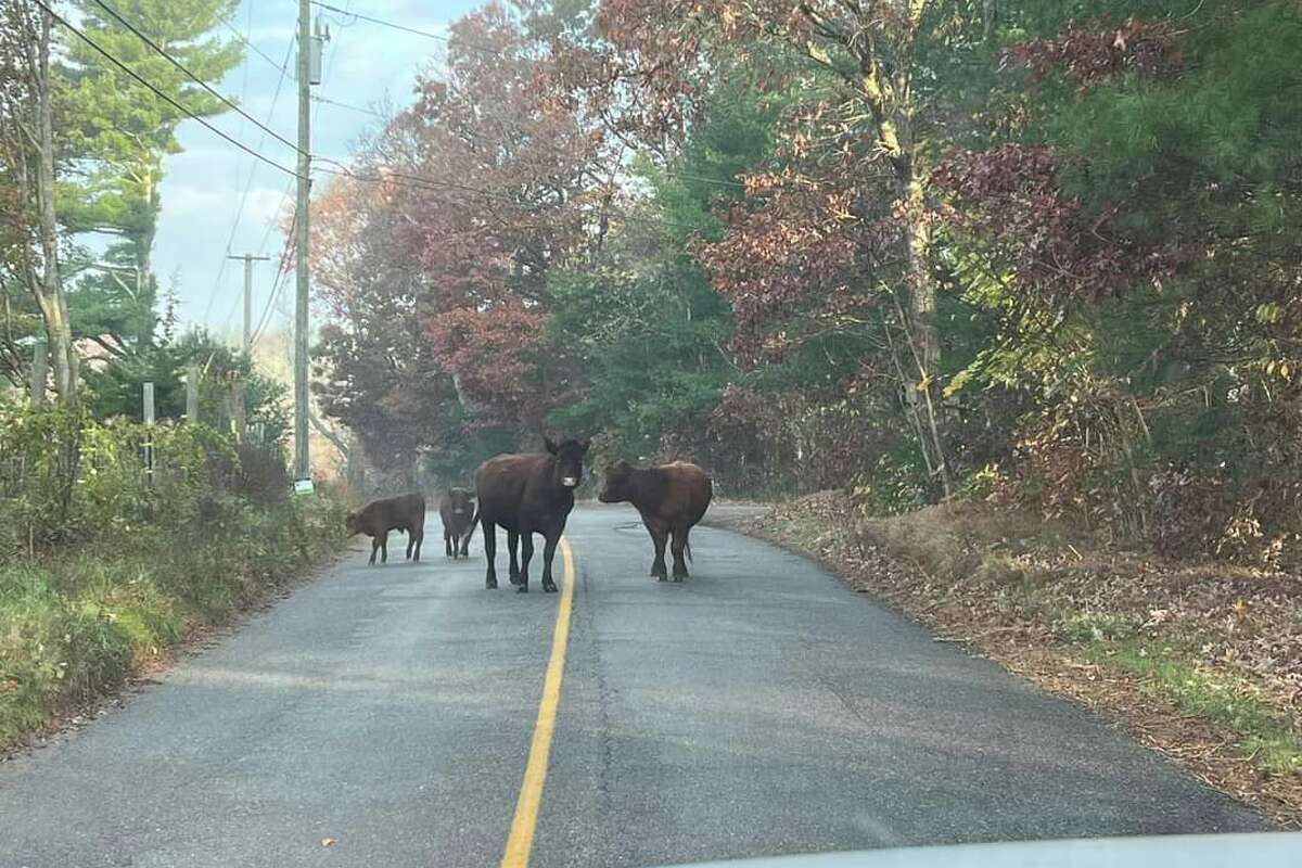 Roaming hogs, cattle the subject of a property damage suit in Sterling