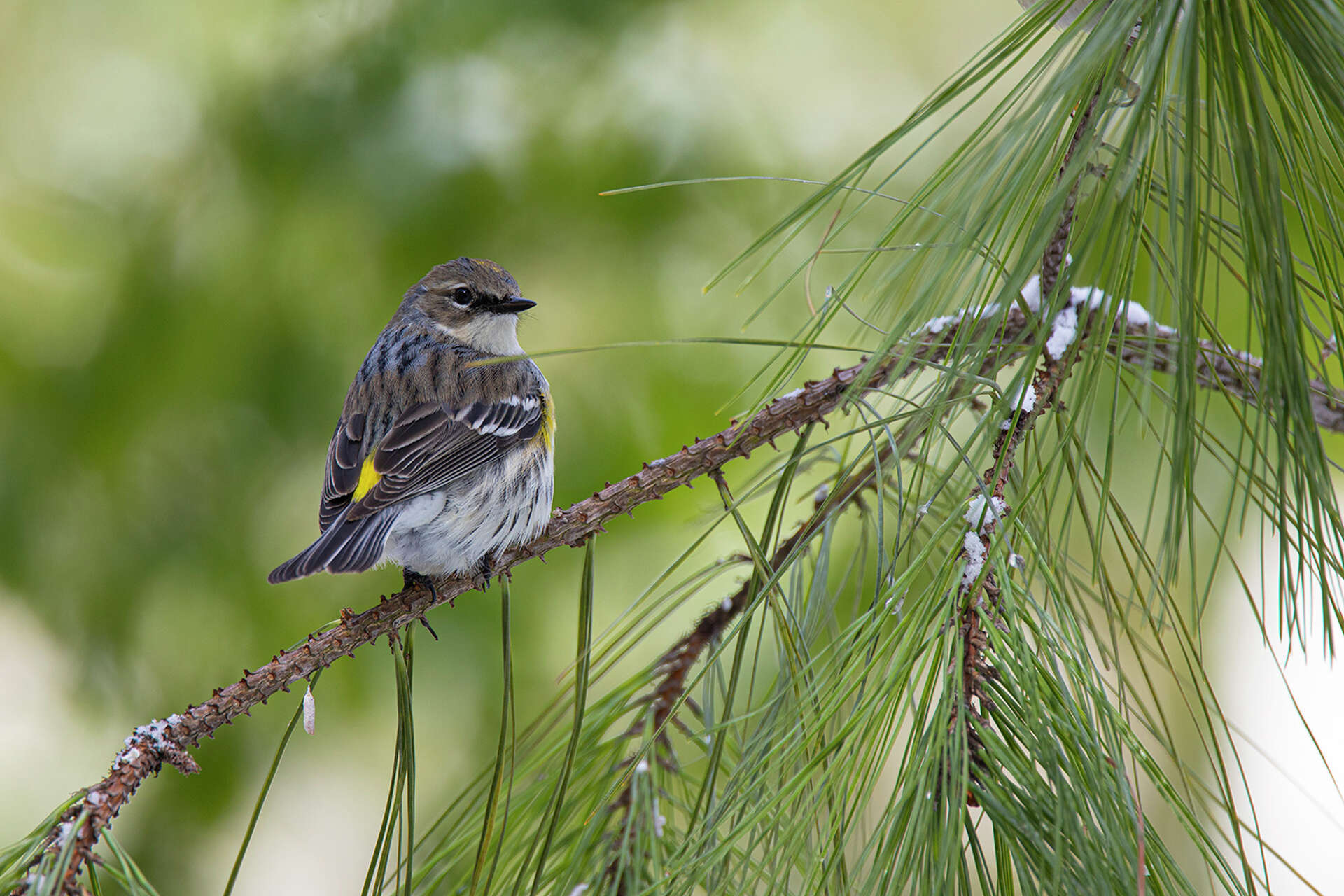 Its telltale derrière is key to identifying the yellow-rumped warbler
