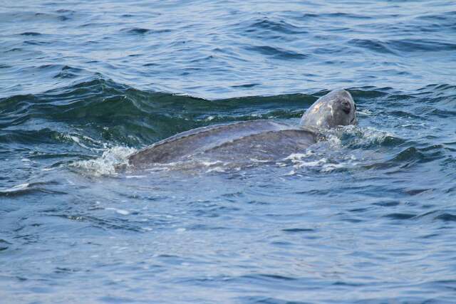 ‘Gut punch’: Huge, rare animal found dead in crab trap off S.F. coast