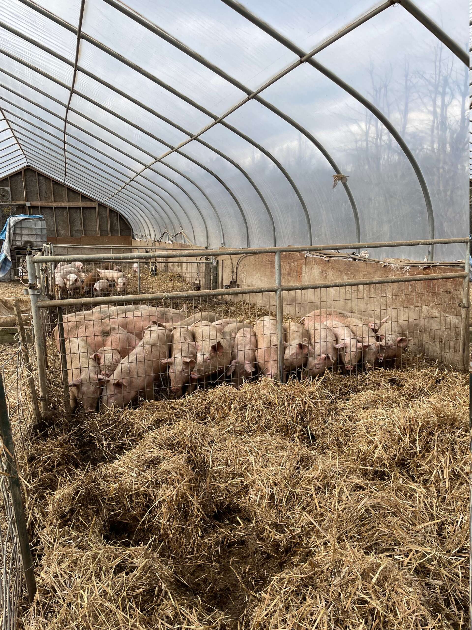 Raven & Boar becomes USDA-approved facility to process meat