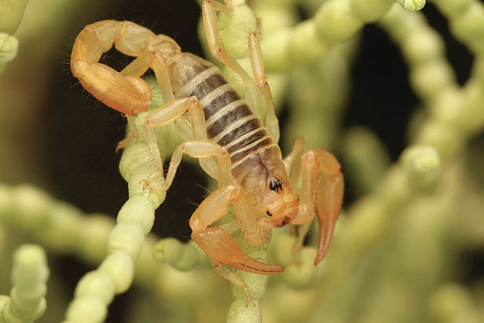 A new species of scorpion was found in California's San Joaquin Desert