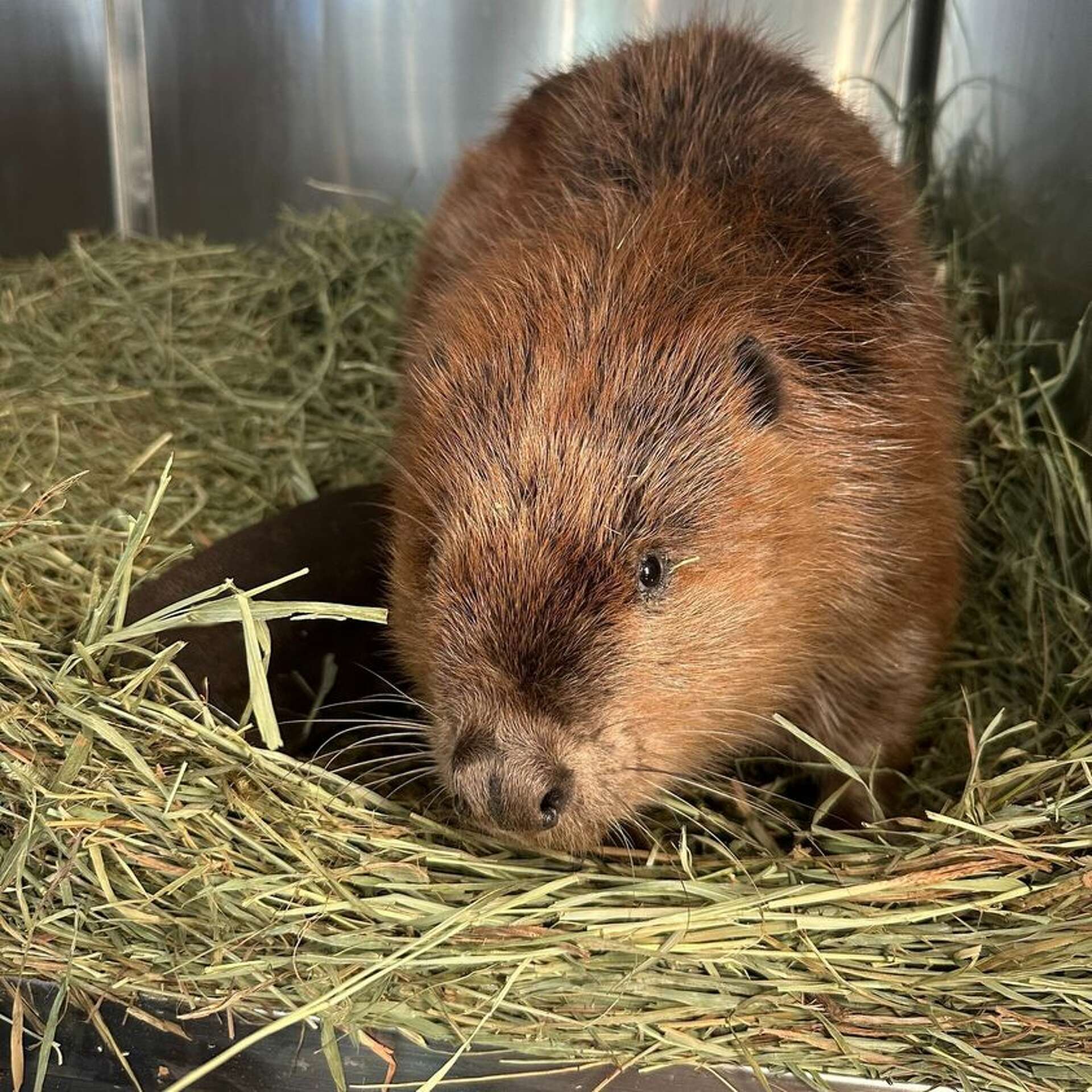Rare beaver rescued from Palo Alto creek dies