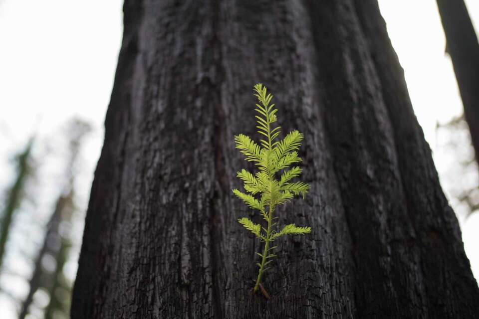 As California’s redwoods recover from fire, astonishing fact emerges