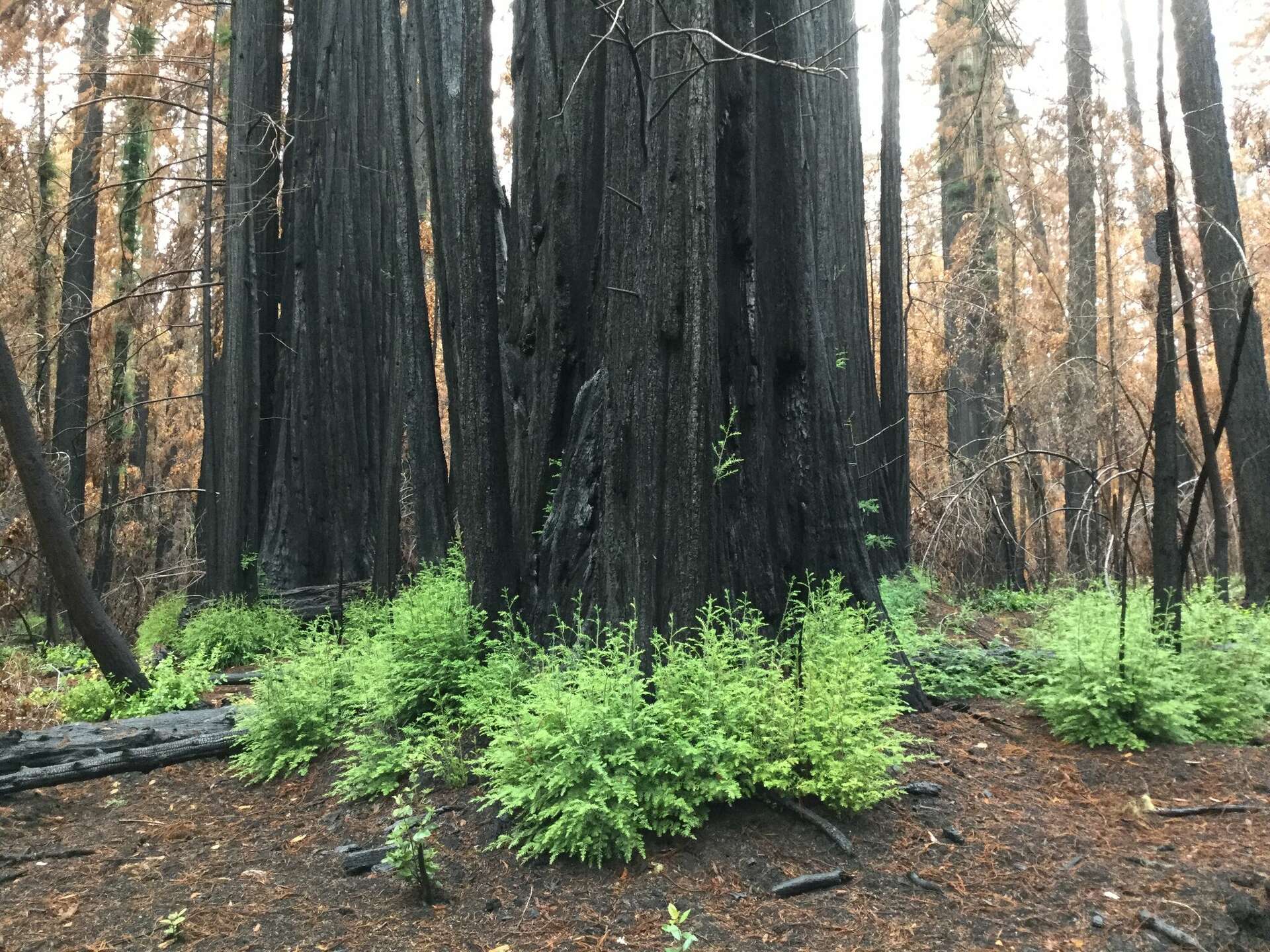 As California’s redwoods recover from fire, astonishing fact emerges