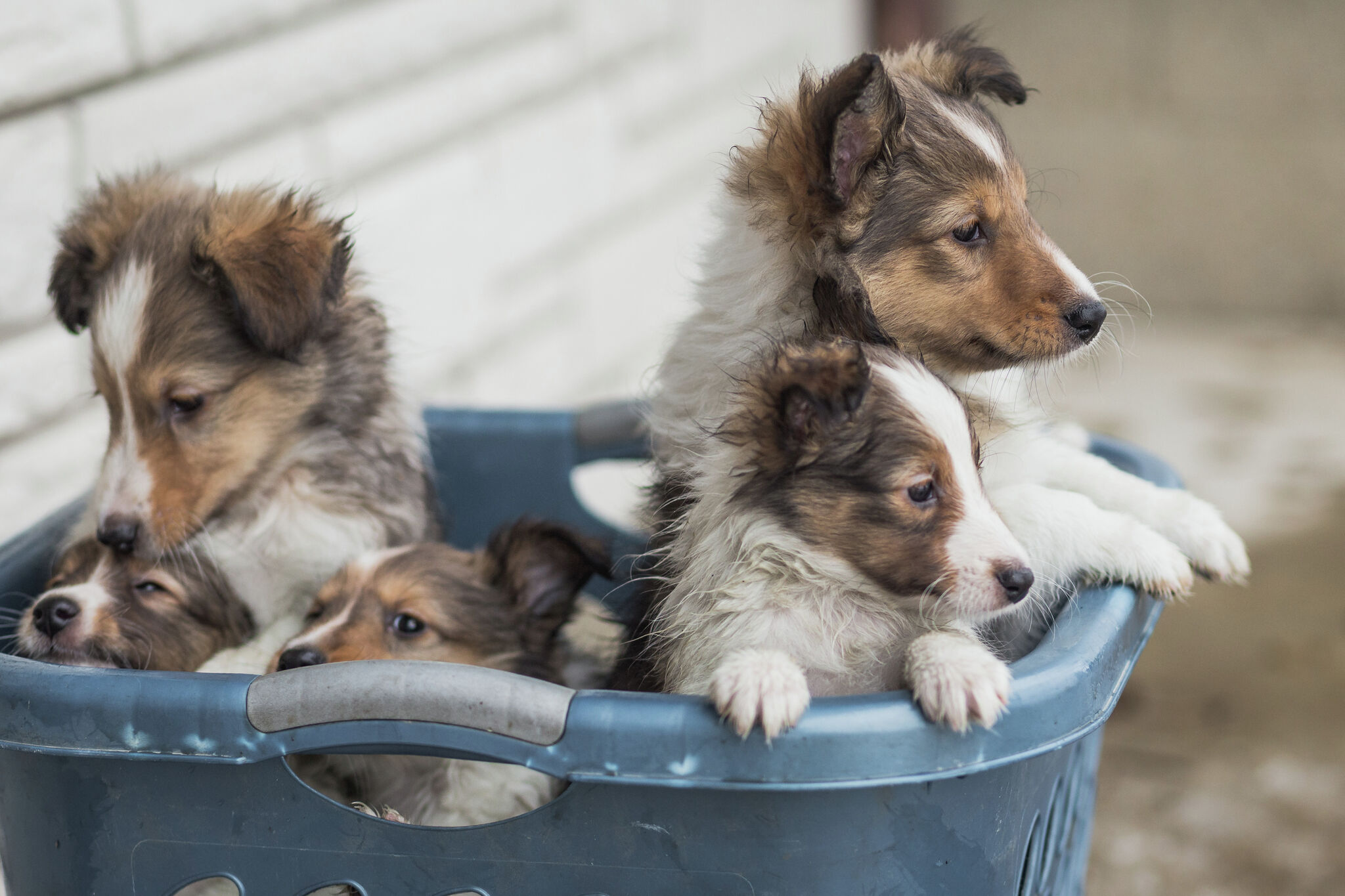 War on dog breeding punishes responsible breeders — Sheila Goffe