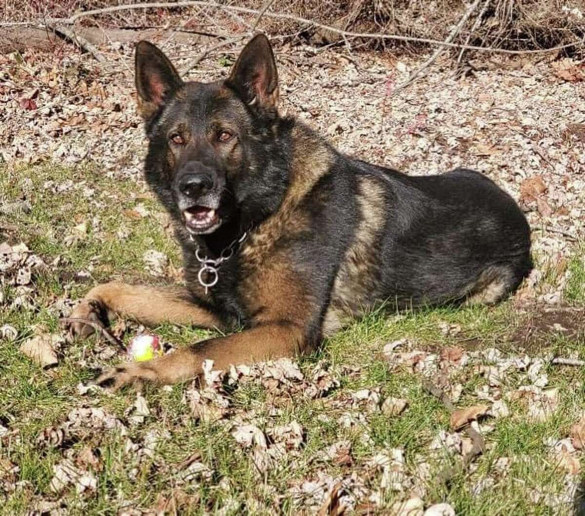 Fallen Montville K-9 Barrett to be honored on DC memorial, police say