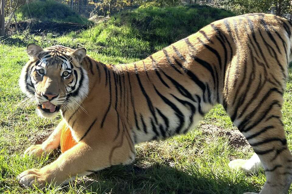 Famous Houston tiger dies 2 years after moving to sanctuary