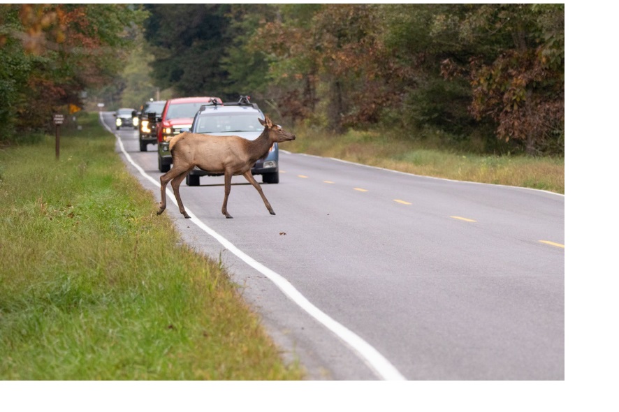CT gets $363K grant to boost road safety for motorists, wildlife