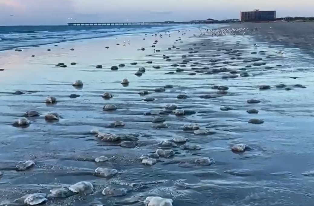 Hundreds of jellyfish wash ashore in Port Aransas
