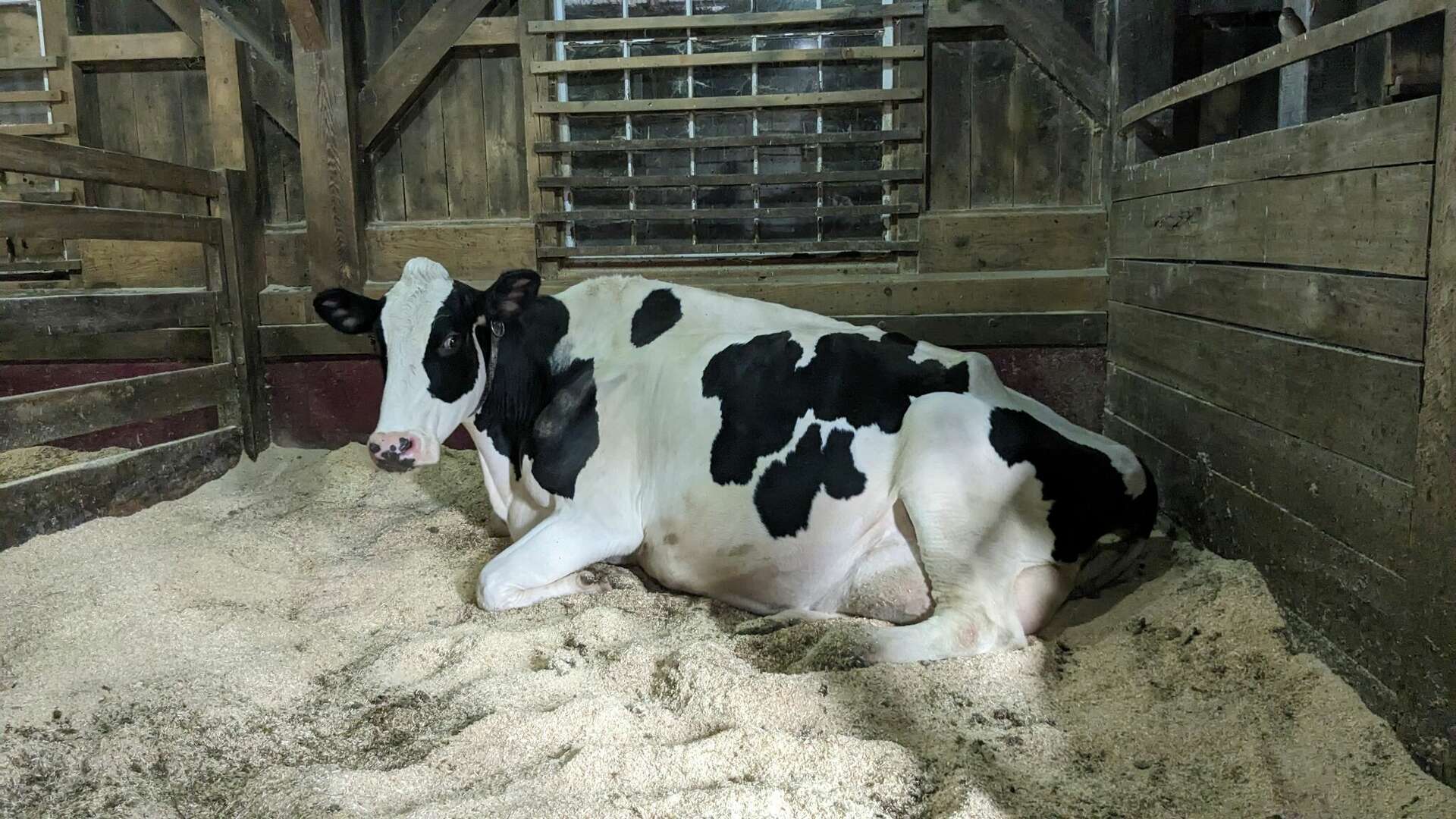 At Thorncrest Farm in CT pampered cows make milk for chocolate, sweets