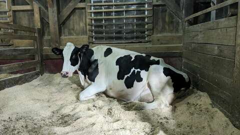 At Thorncrest Farm in CT pampered cows make milk for chocolate, sweets