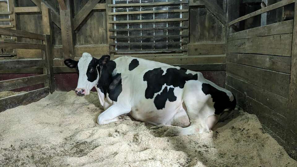 At Thorncrest Farm in CT pampered cows make milk for chocolate, sweets