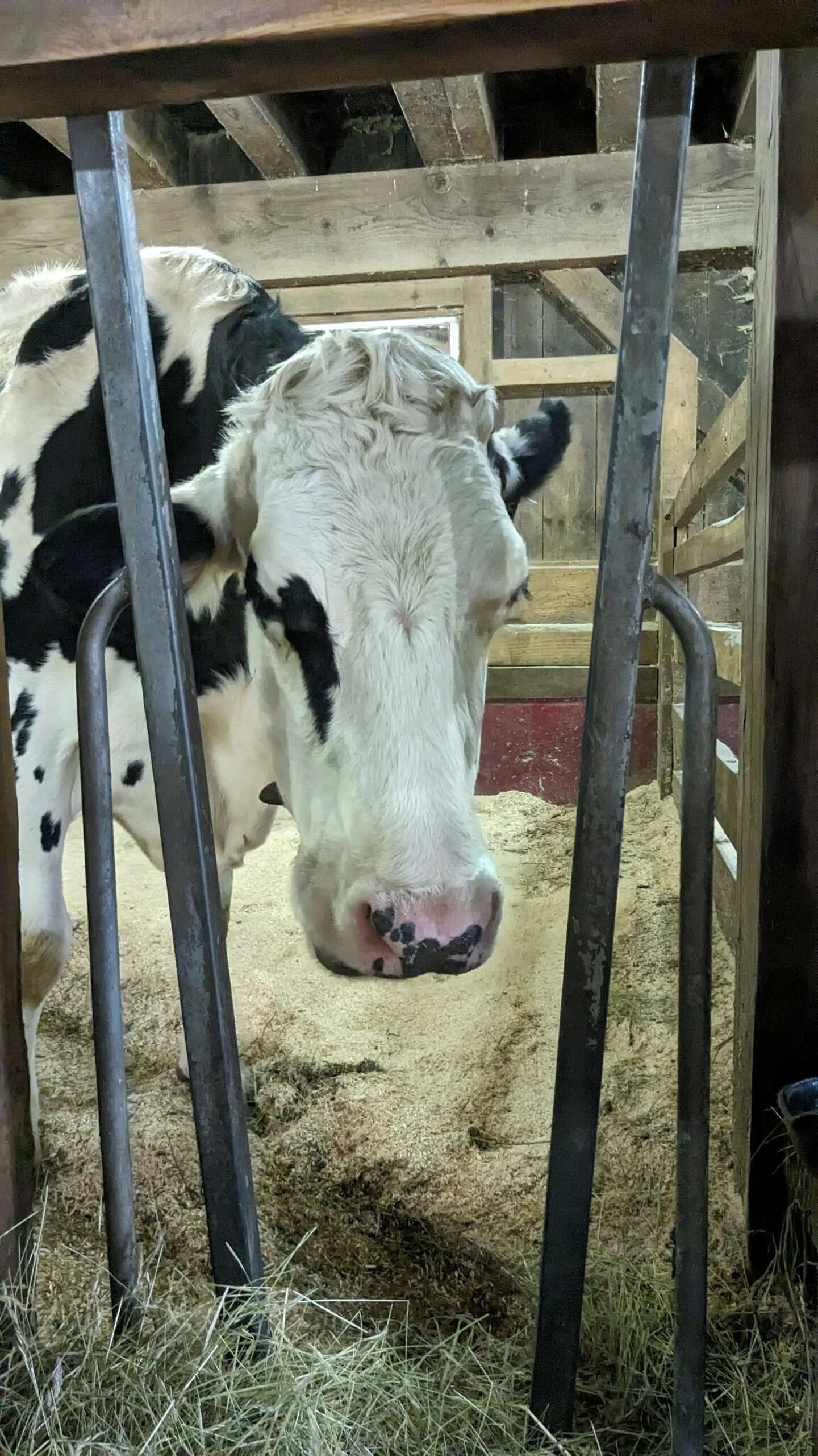 At Thorncrest Farm in CT pampered cows make milk for chocolate, sweets