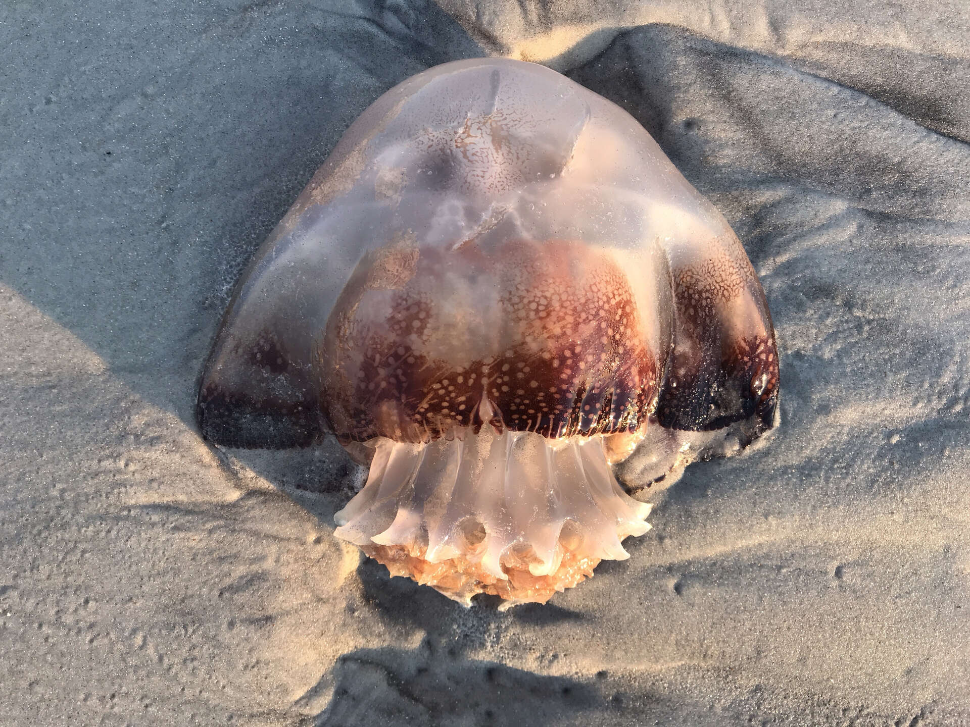'Bloom' of jellyfish washes ashore in Port Aransas, Texas