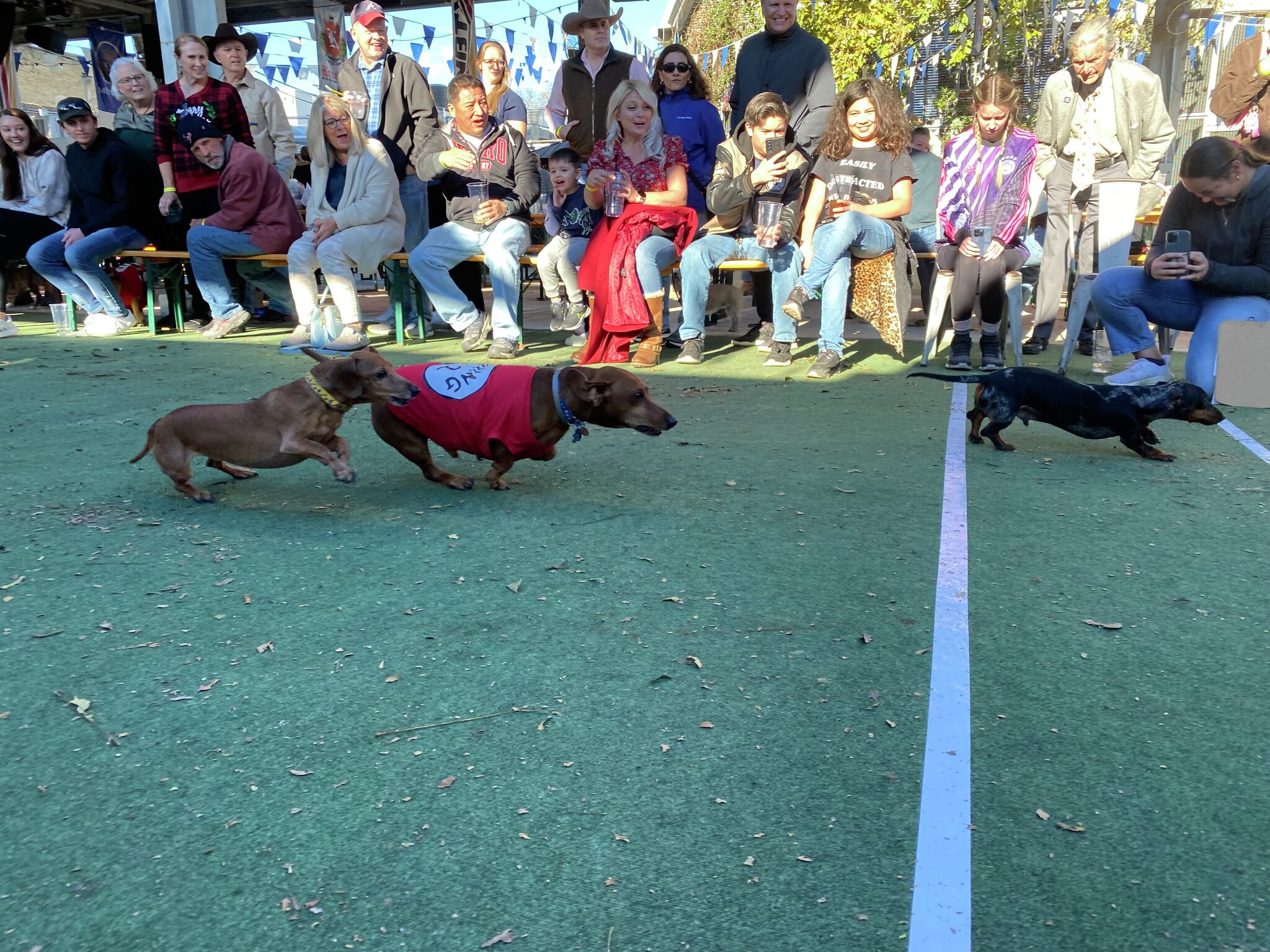 Wiener dog races headline Das Festival in Boerne