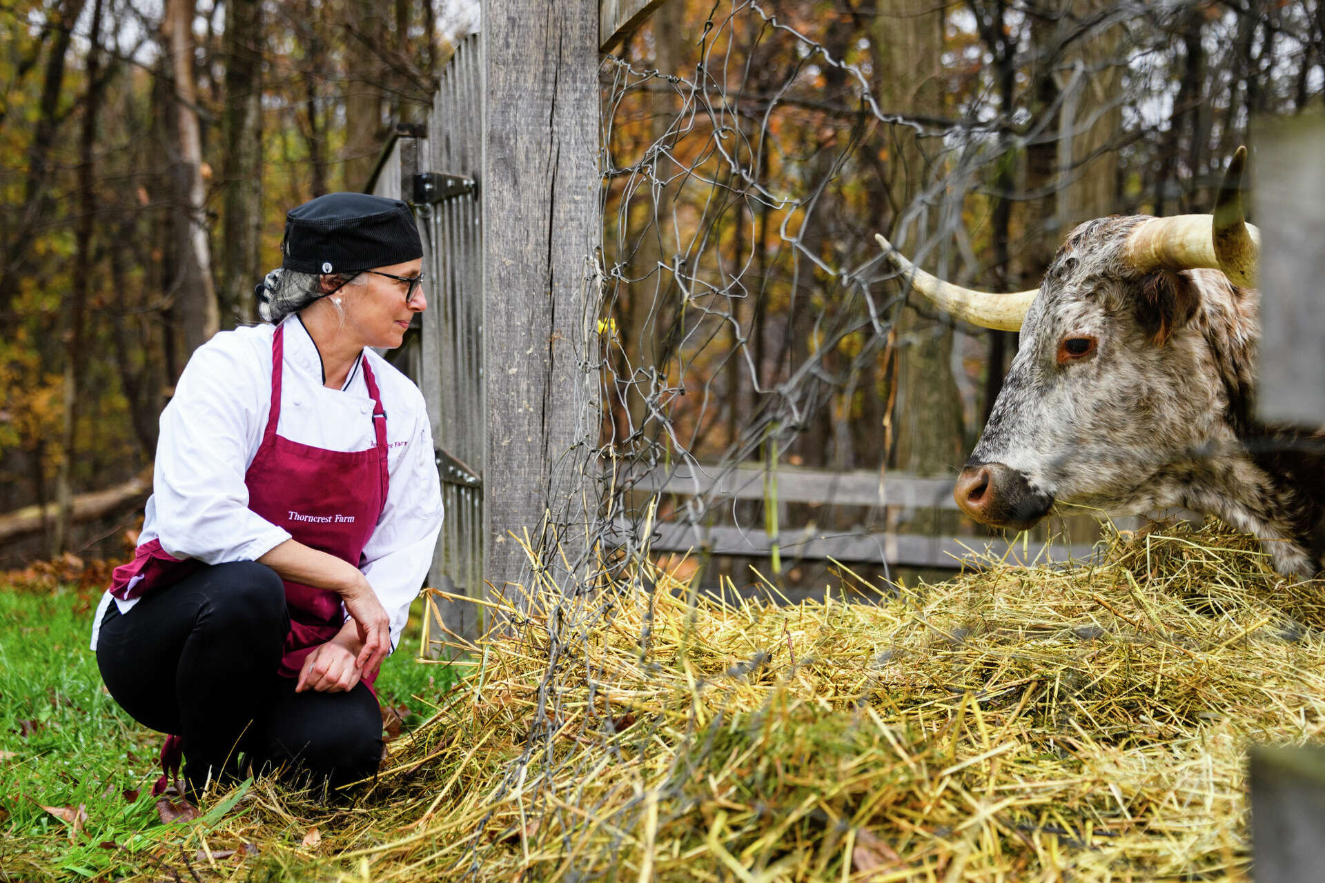 At Thorncrest Farm in CT pampered cows make milk for chocolate, sweets