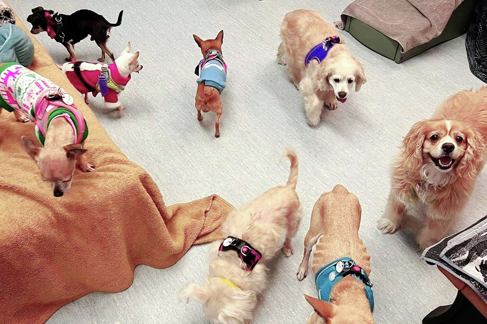 SF dog rescue Muttville is holding a massive adoption event