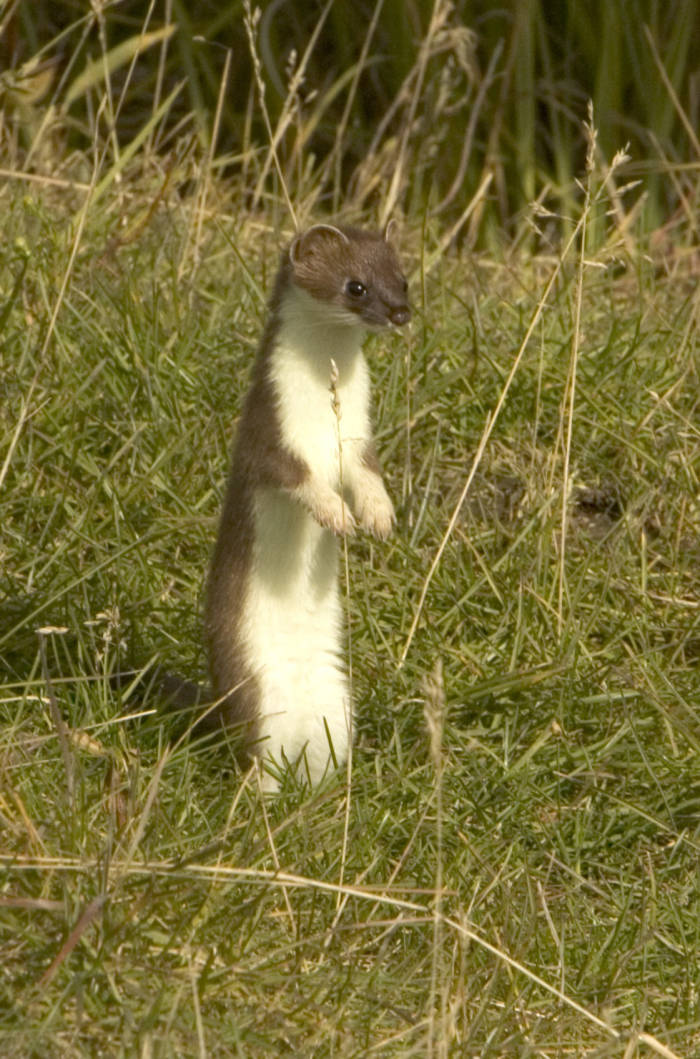 Manistee County has 3 weasels