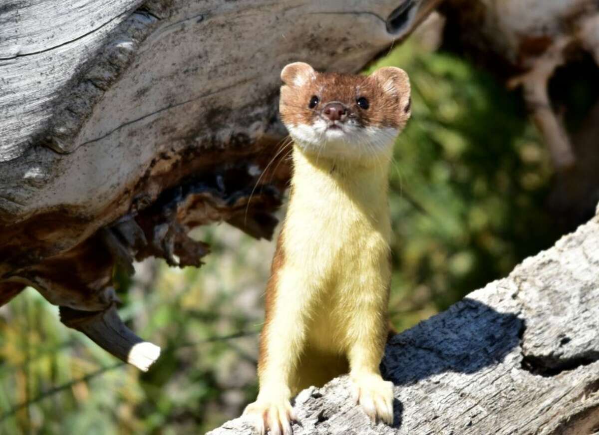 Manistee County has 3 weasels