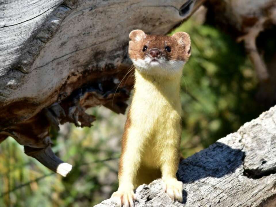 Manistee County has 3 weasels