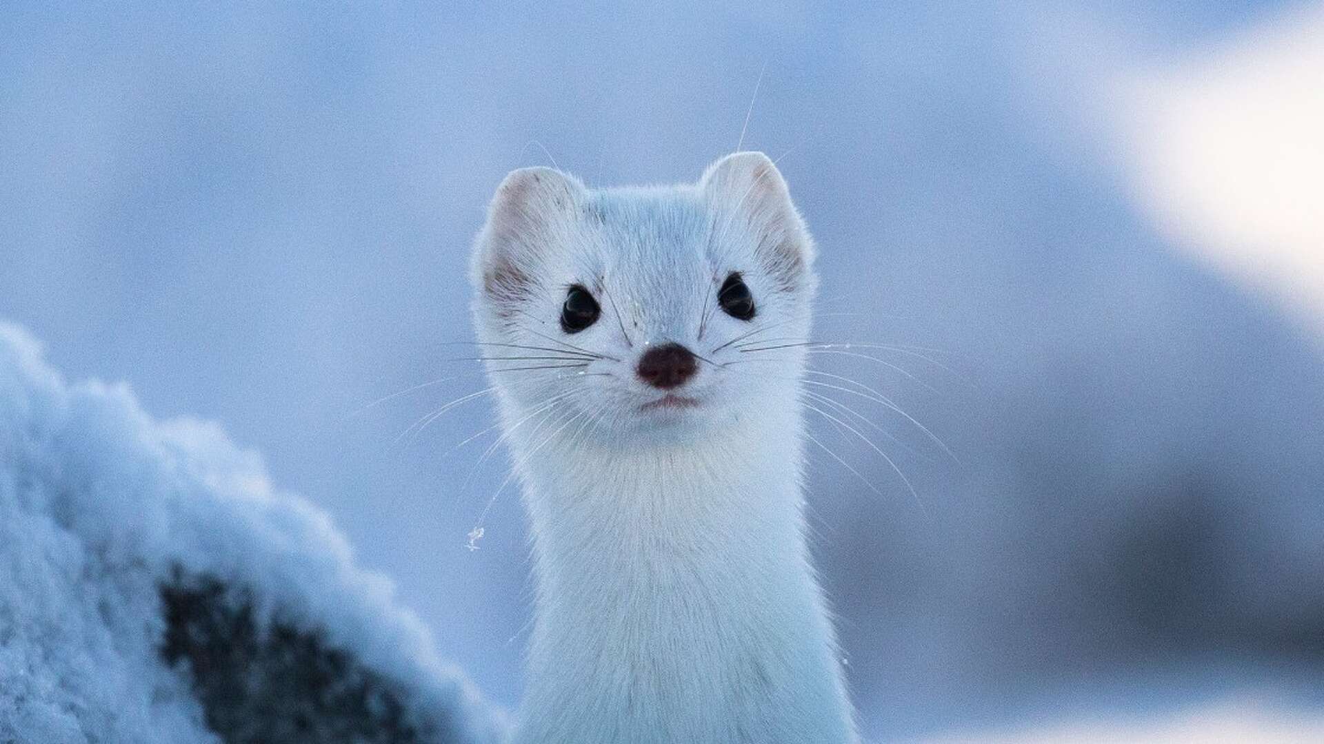 Manistee County has 3 weasels