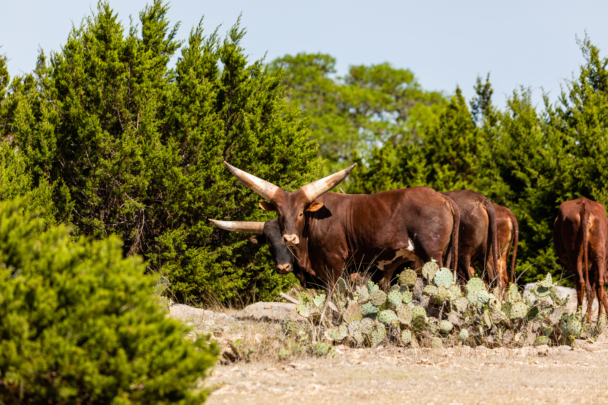 1,200 acre Edwards County ranch is a $4M hunter's paradise