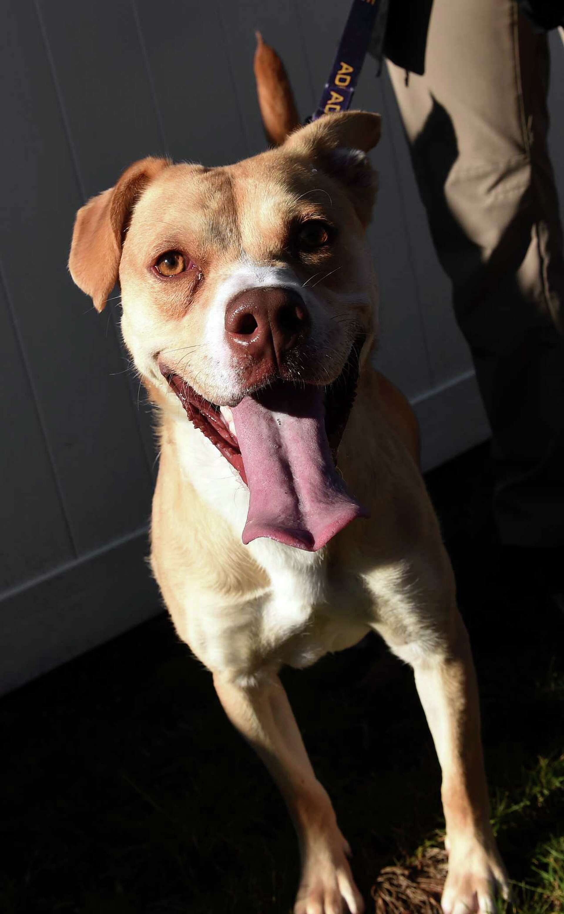 Branford's shelter eager to find place long-time resident dogs