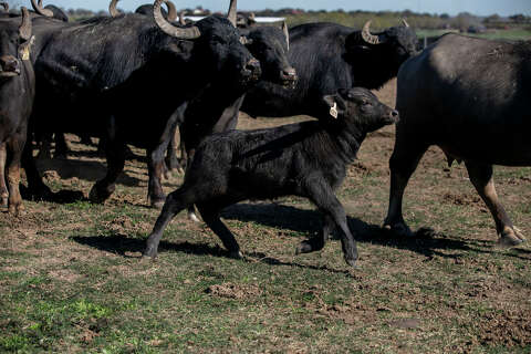 A water buffalo dairy? It's a real thing in the Texas Hill Country.