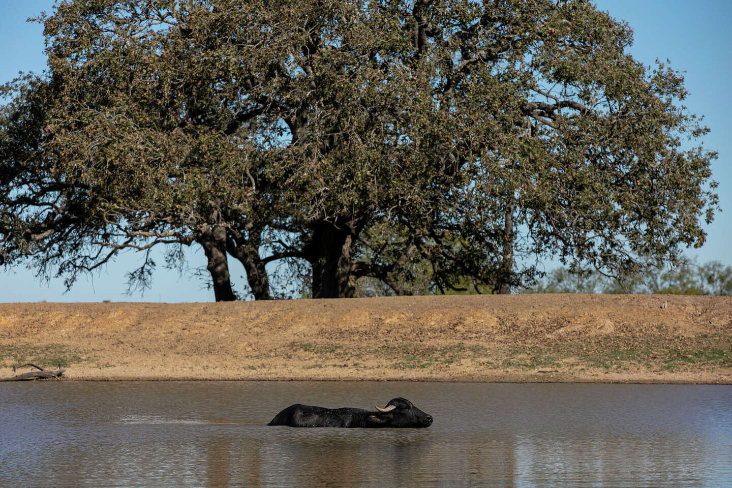 A water buffalo dairy? It's a real thing in the Texas Hill Country.