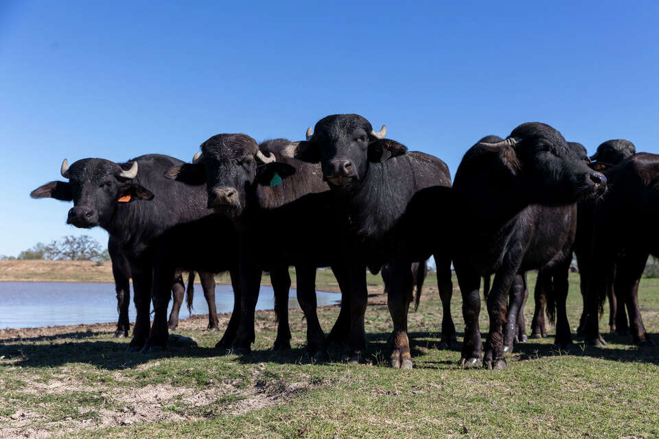 A water buffalo dairy? It's a real thing in the Texas Hill Country.