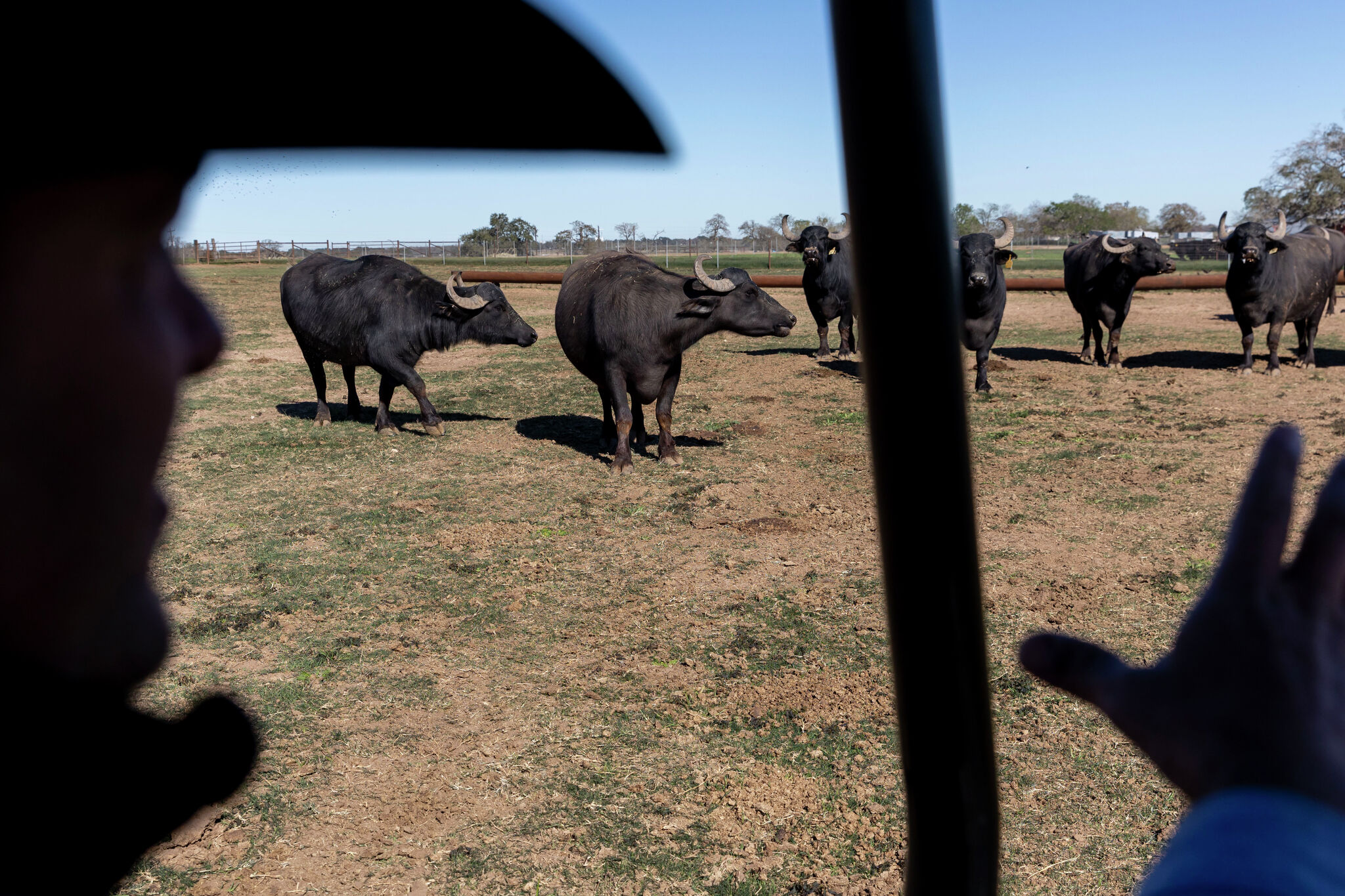 A water buffalo dairy? It's a real thing in the Texas Hill Country.