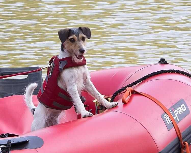 Kentucky search-and-rescue dog honored by the American Kennel Club