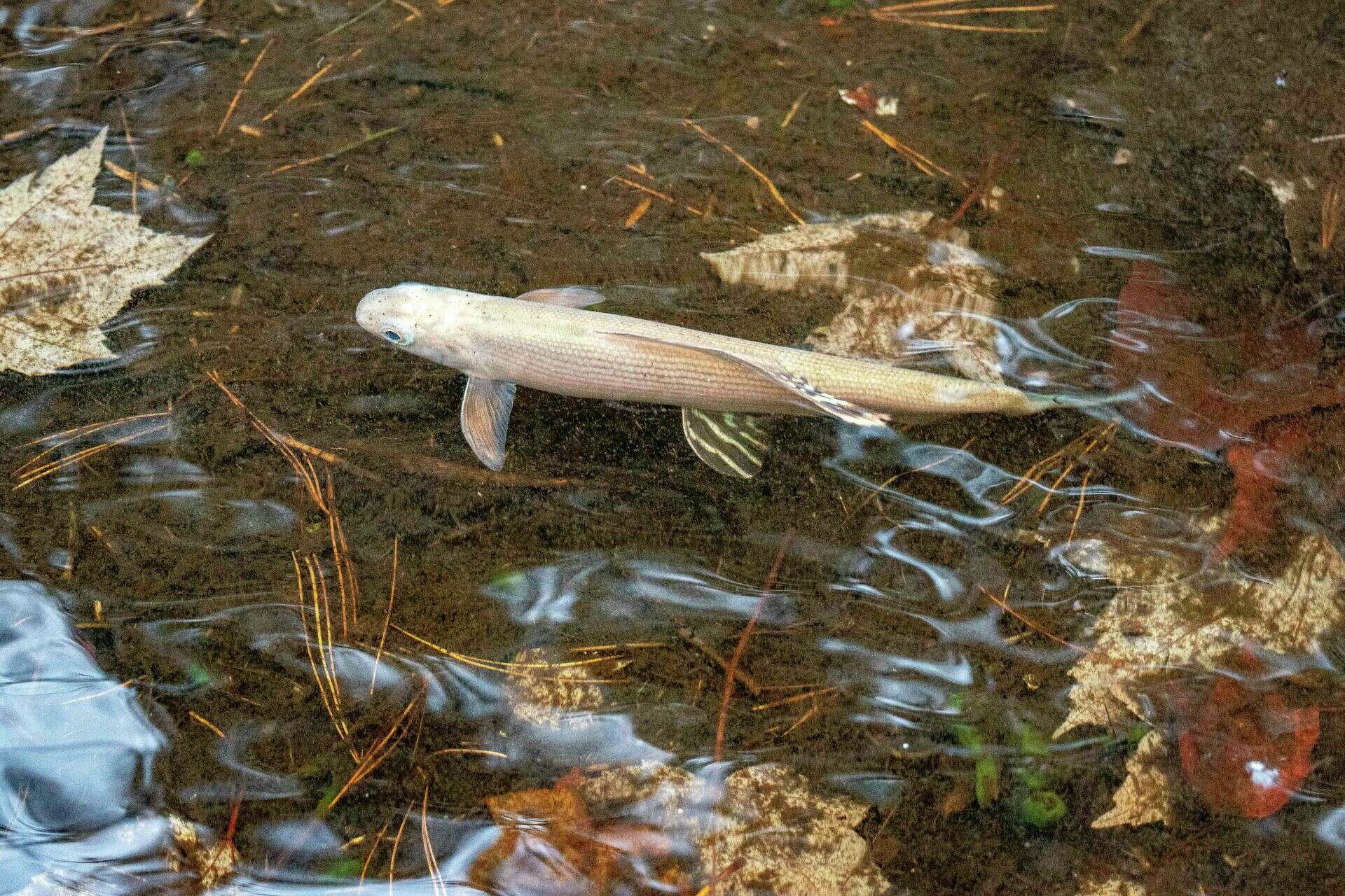 Michigan hits milestone in reintroduction of cherished Arctic grayling