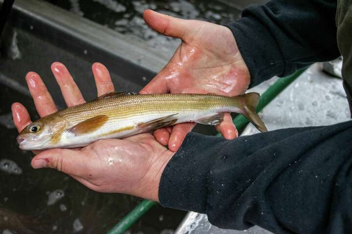 Michigan hits milestone in reintroduction of cherished Arctic grayling