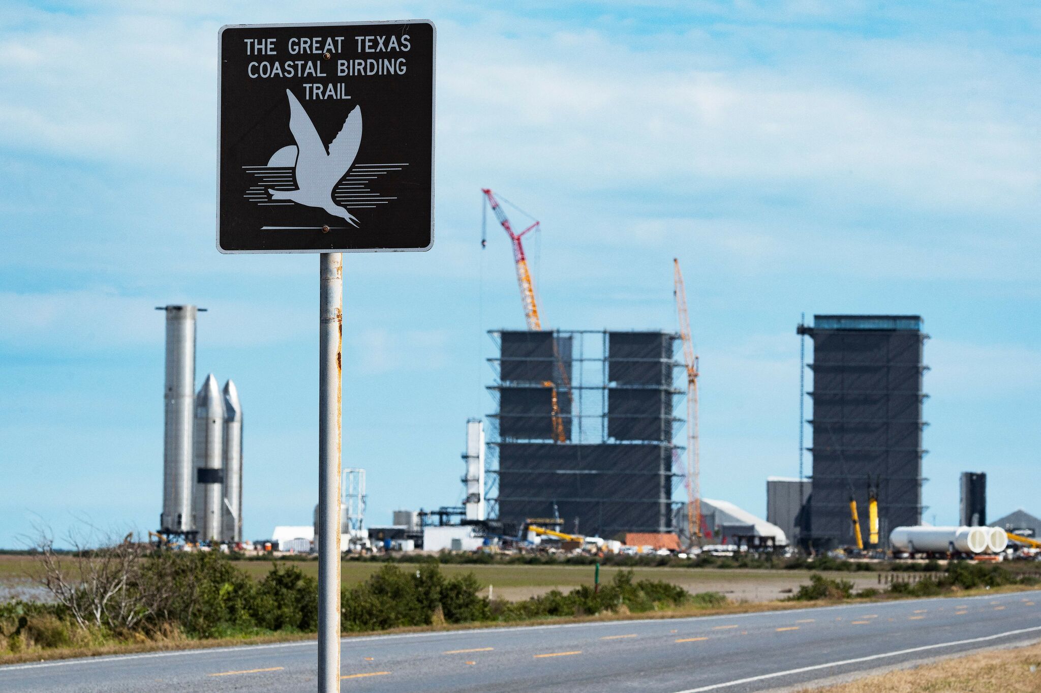 Shorebird nesting drops near SpaceX site, study finds