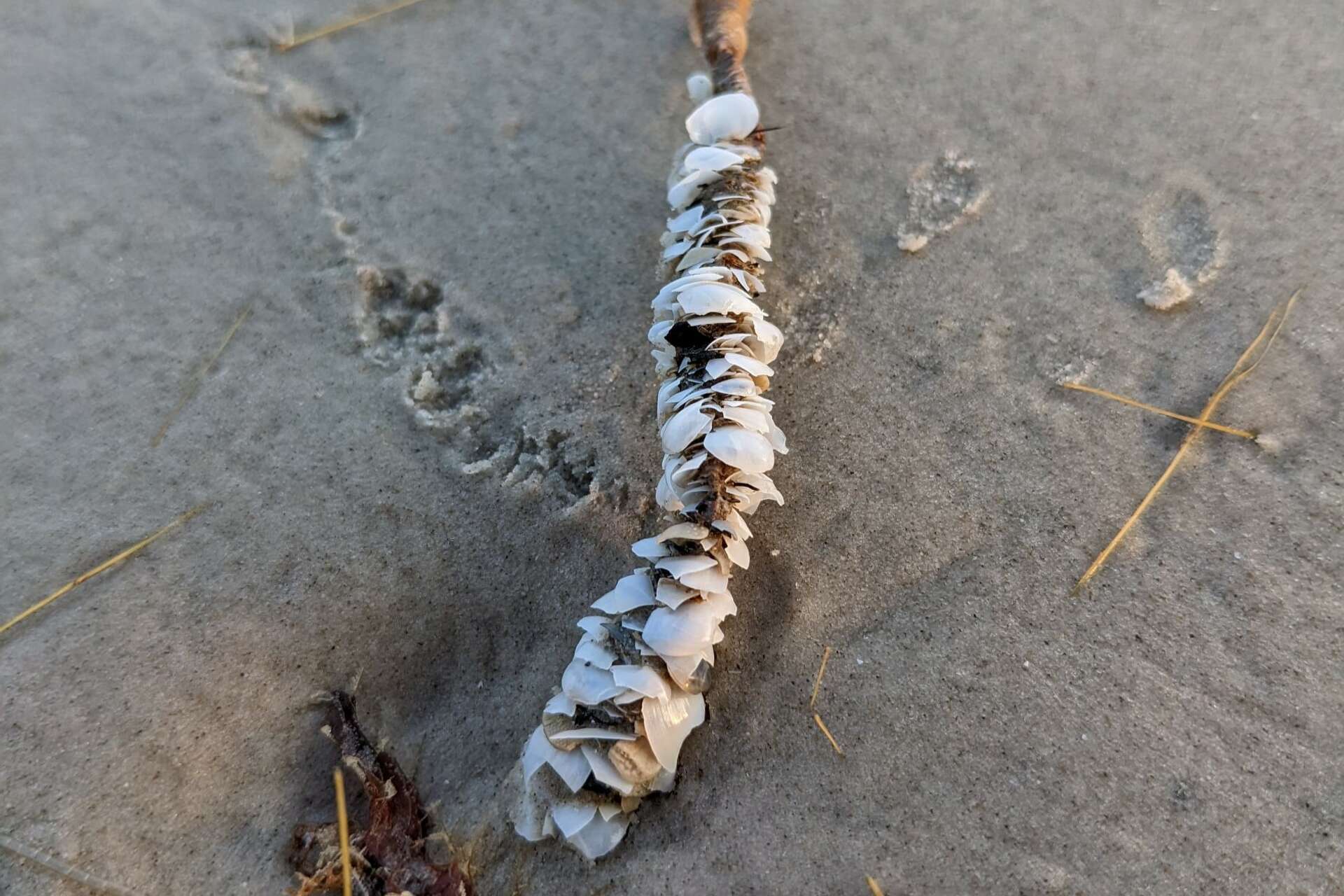 This 'unique shell' is actually a Texas beach worm