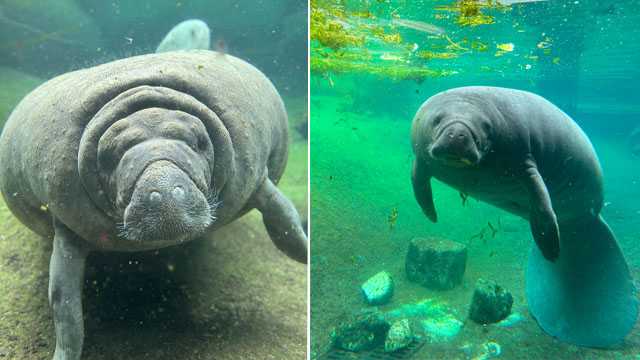 Florida zoo giving special care to Romeo and Juliet, '2 of the oldest ...