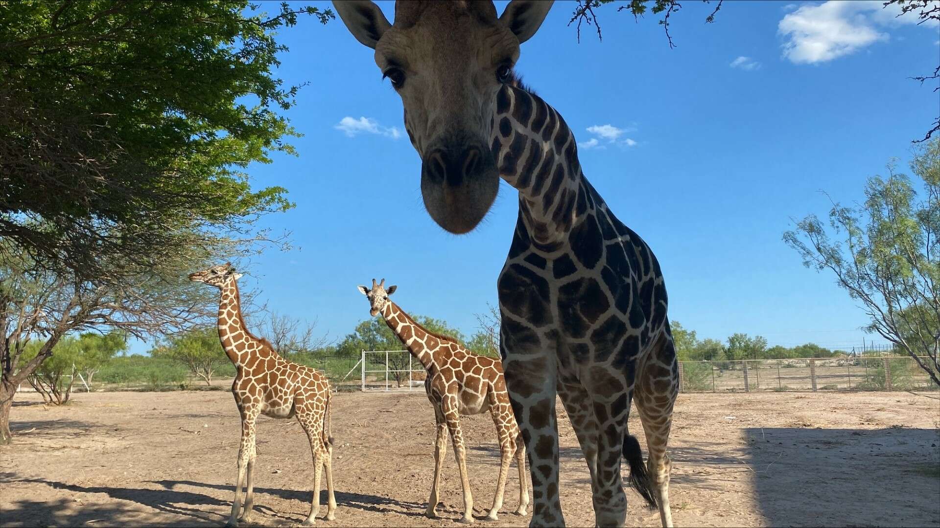 Laredo Safari and Adventure director on park's opening a decade ago