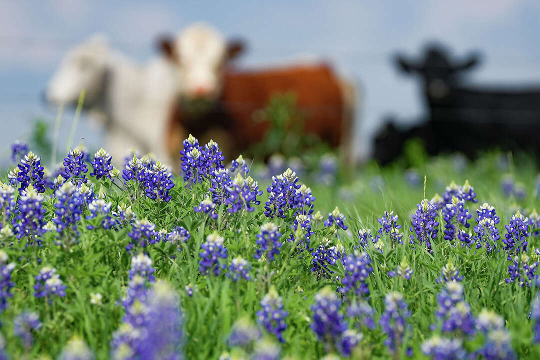 Texas bluebonnets blooming early: Will it be a banner season?