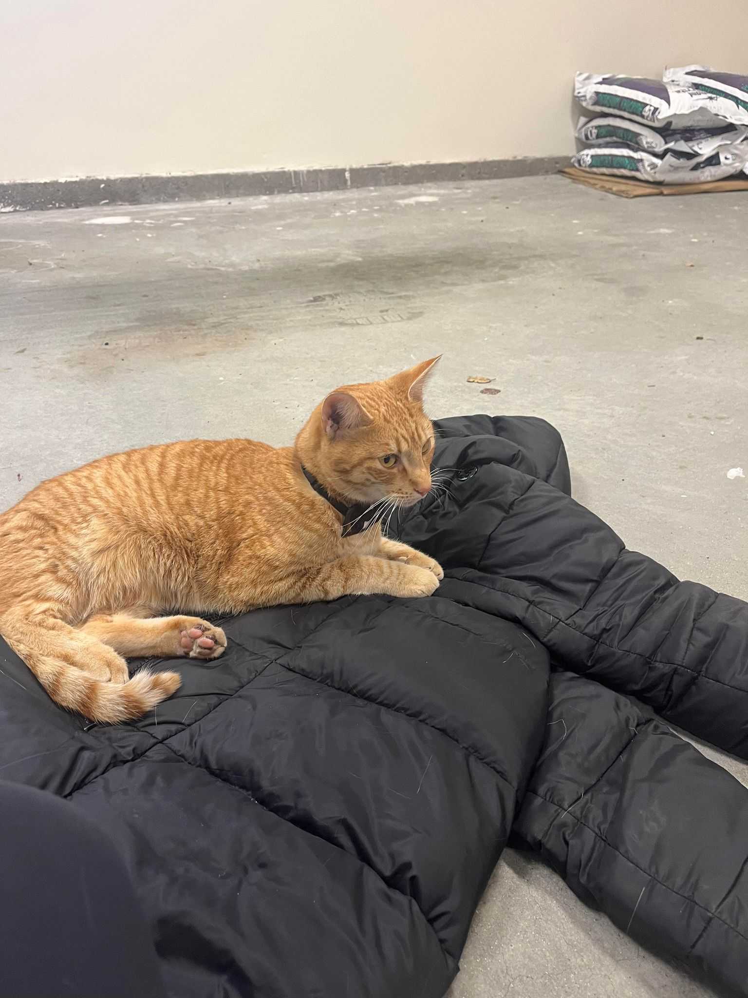 A cat named Ms. Kitty was found safe more than 50 miles away. Here's ...