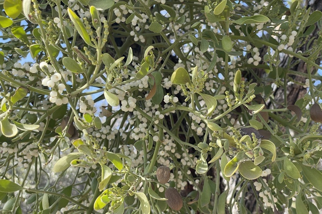 Popular holiday plant is actually harmful to Texas trees