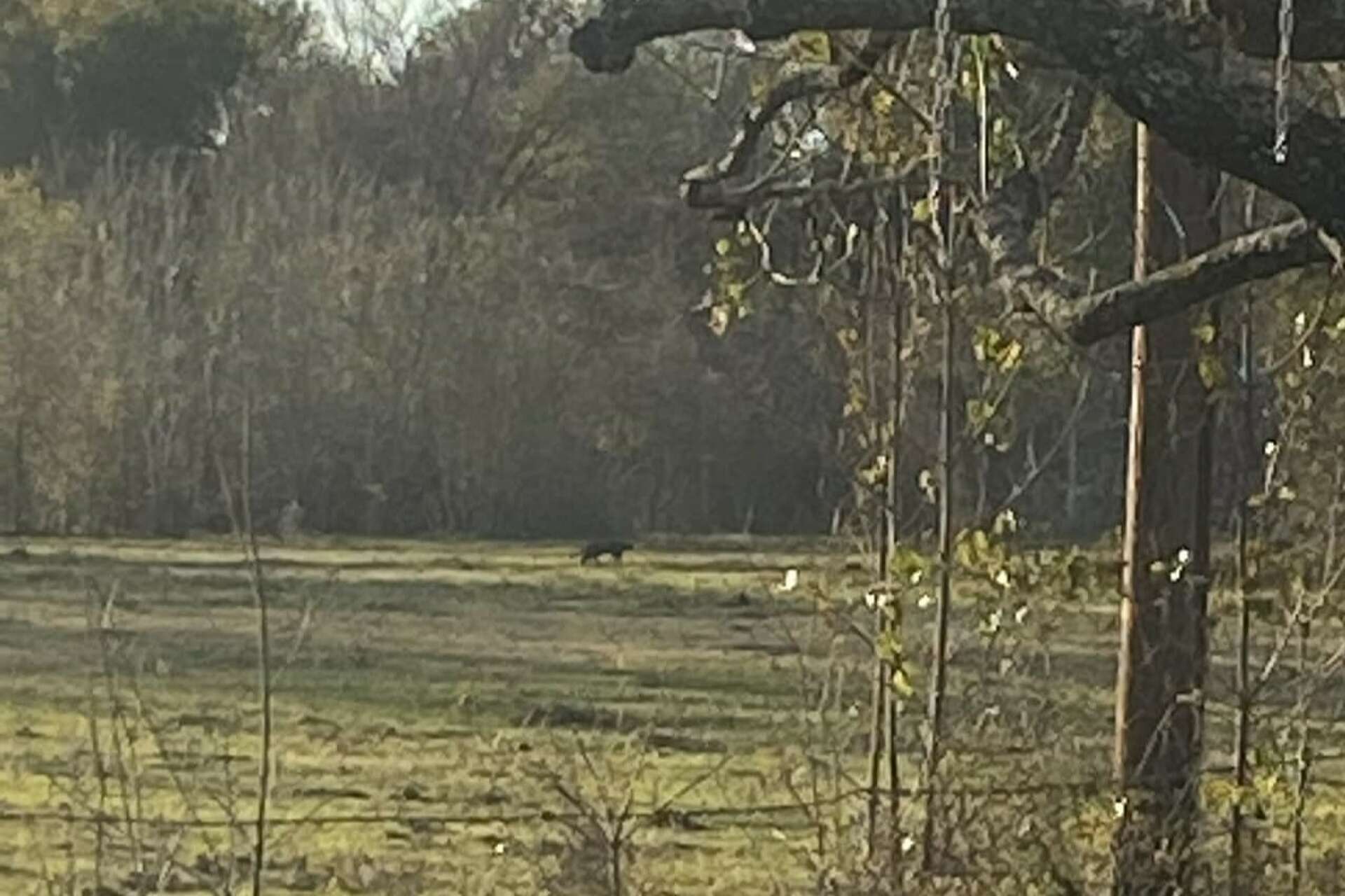 Wildlife expert debunks 'black panther' sighting in Texas